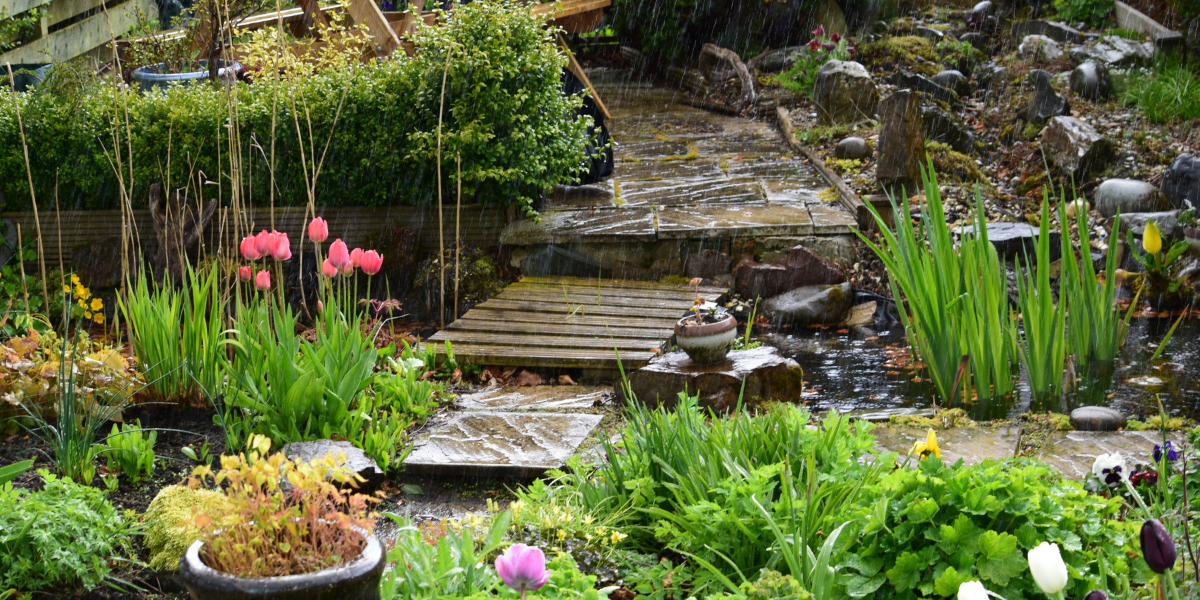 DIY Rain Gardens: Using Drains to Create A Sustainable Oasis| Vincent ...